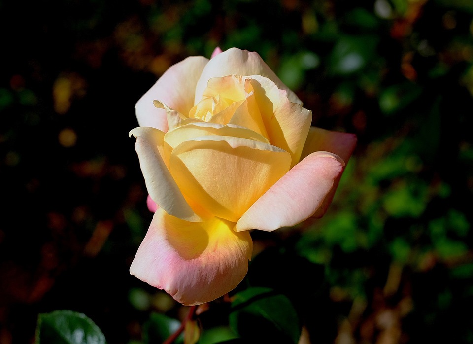 Rose Fleur Jaune Fin De - Photo gratuite sur Pixabay