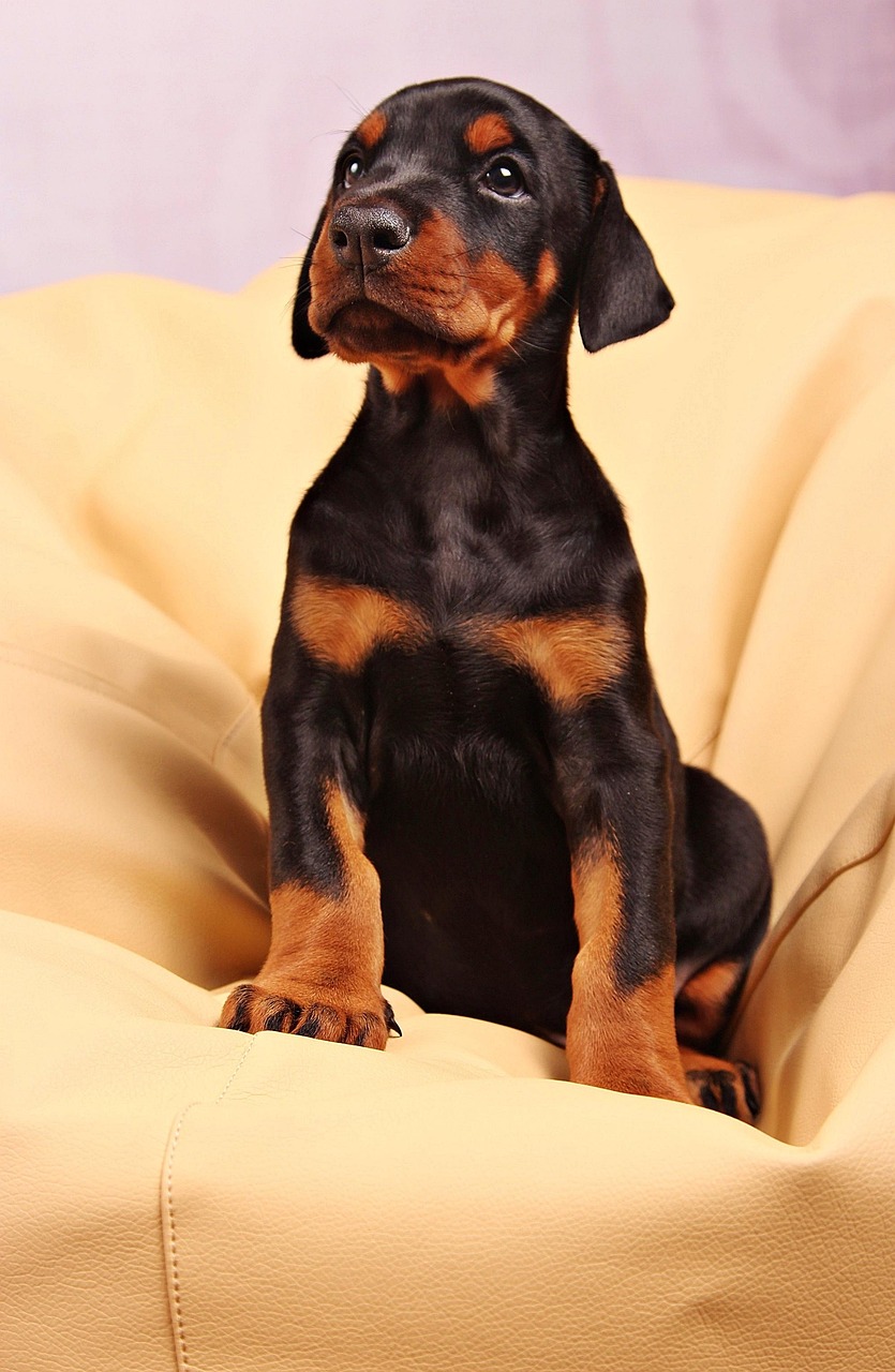 300+ Free Doberman & Dog Images - Pixabay