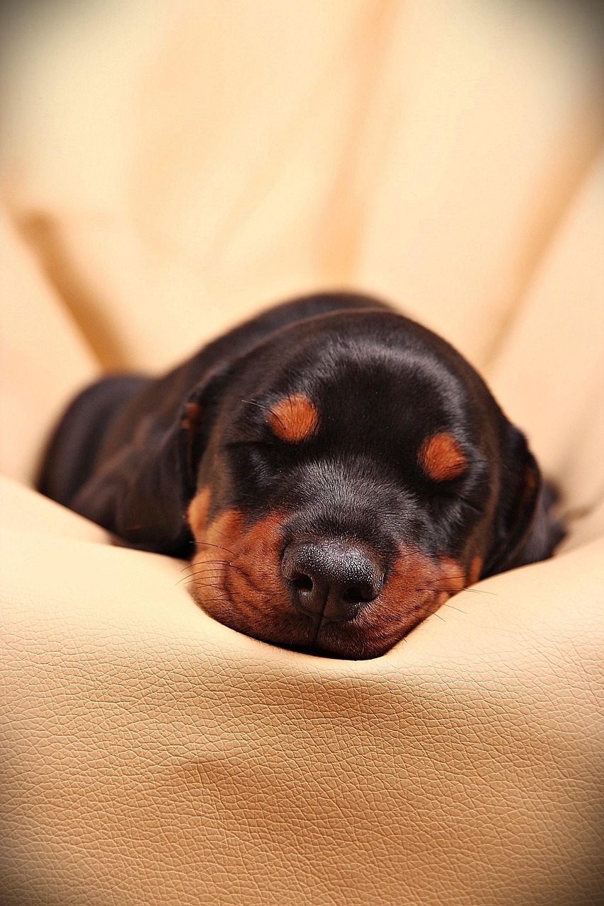 Dormant Dog Doberman - Free photo on Pixabay - Pixabay