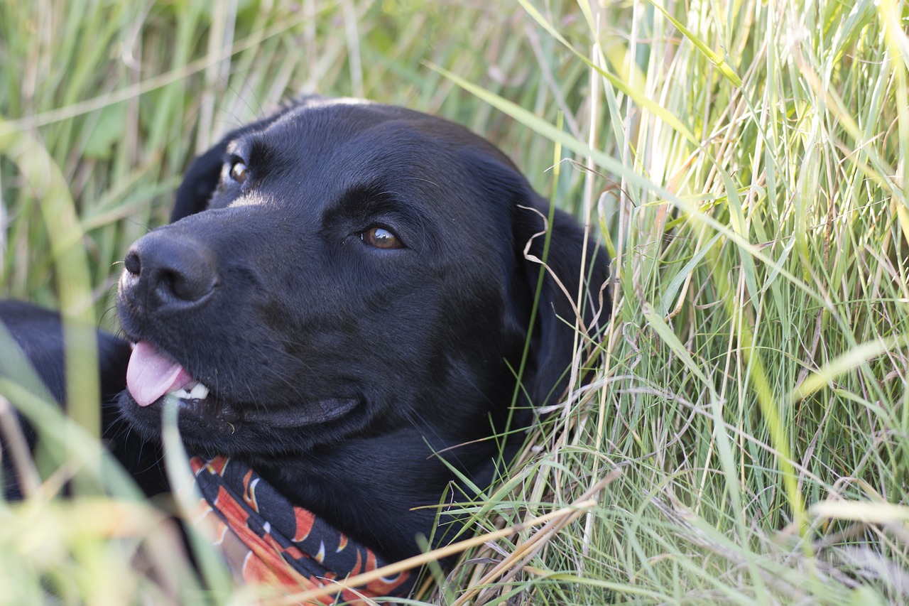 Perro Naturaleza - Foto gratis en Pixabay - Pixabay