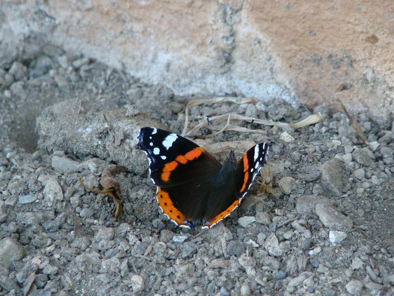 Mariposa Negro Naranja - Foto gratis en Pixabay - Pixabay