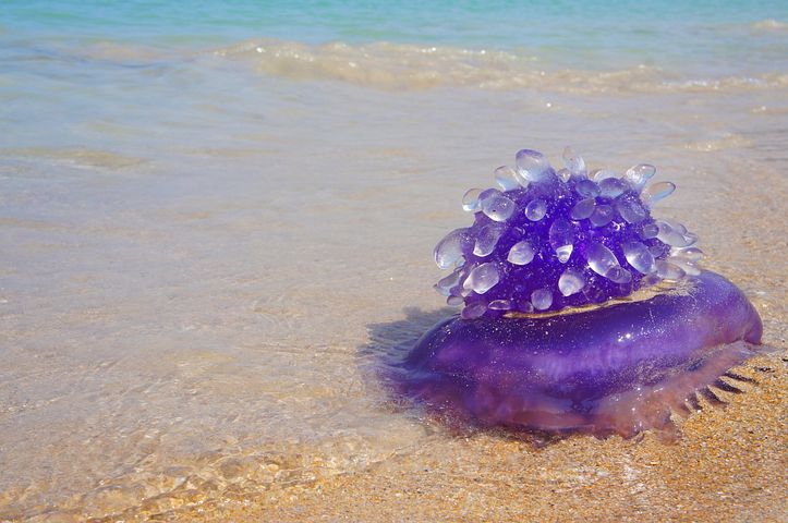100+ Free Medusa & Jellyfish Images - Pixabay