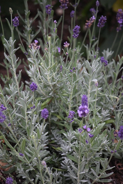 Lavender Rempah Musim Panas - Foto gratis di Pixabay - Pixabay