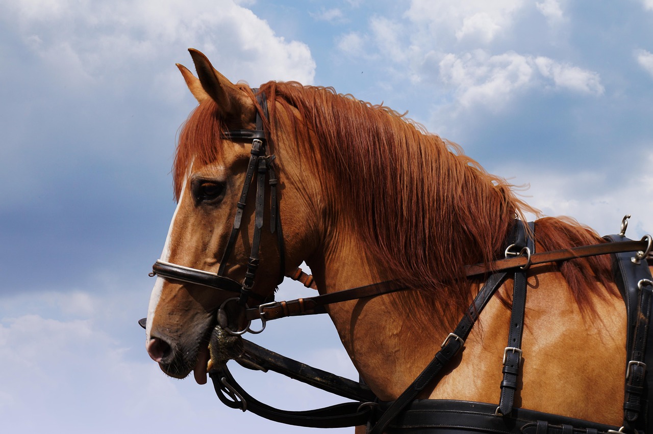 Horse Domestic Animal N - Free photo on Pixabay
