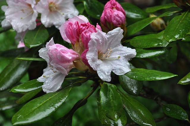 3,000+ Free April Shower & Shower Images - Pixabay