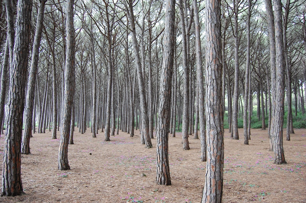 Forêt La Nature Des - Photo gratuite sur Pixabay - Pixabay
