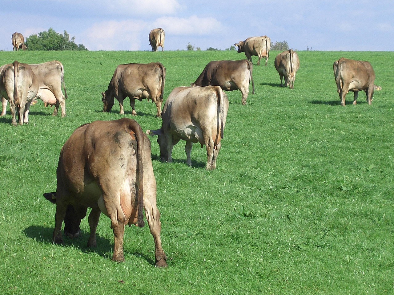 Vacas Pasto Pastar - Foto gratuita no Pixabay