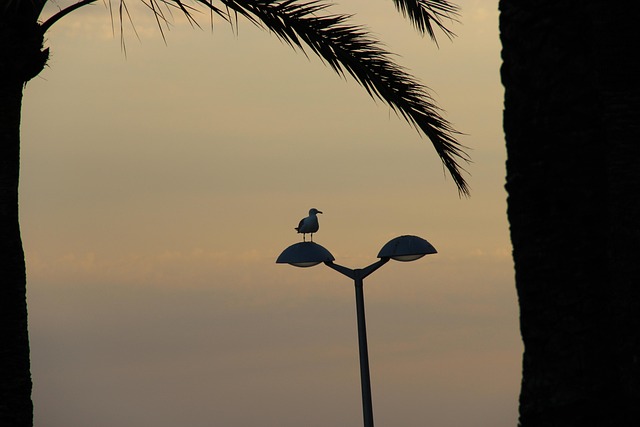 Majorca Seagull Sea - Free photo on Pixabay