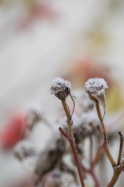 Frost Flower Dried - Free photo on Pixabay