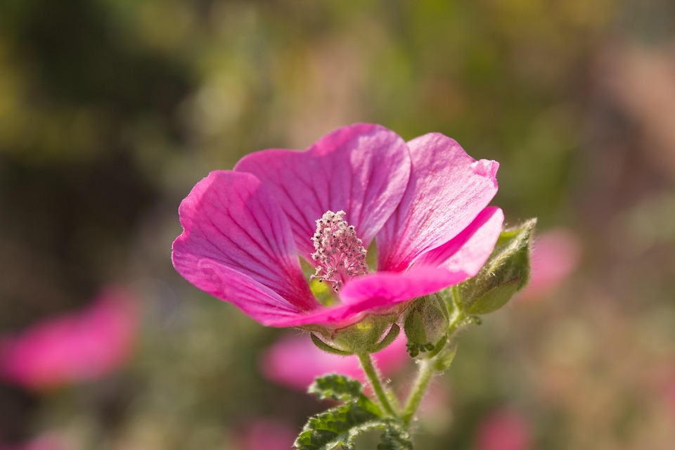 Tanjung Mallow Bunga - Foto gratis di Pixabay