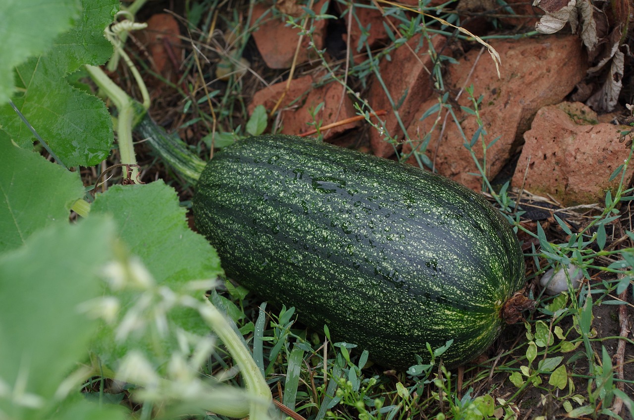 Citrouille Des Légumes - Photo gratuite sur Pixabay - Pixabay