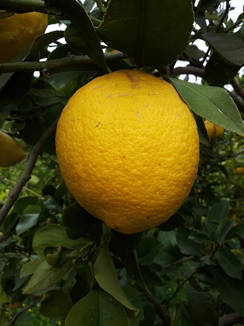 Limão Frutas Tropicais - Foto gratuita no Pixabay - Pixabay