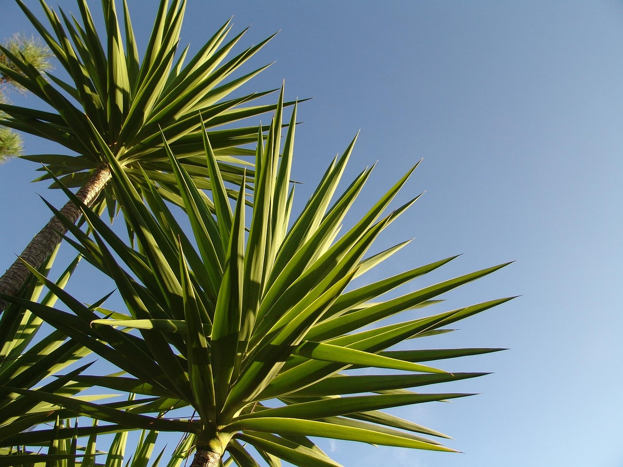 Portugal Palm Tree Maritime - Free photo on Pixabay - Pixabay