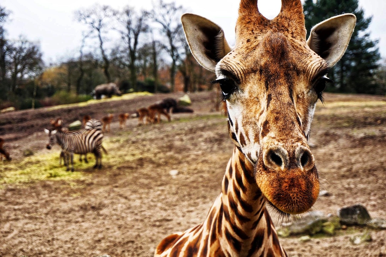 Zebra And Giraffe Animals