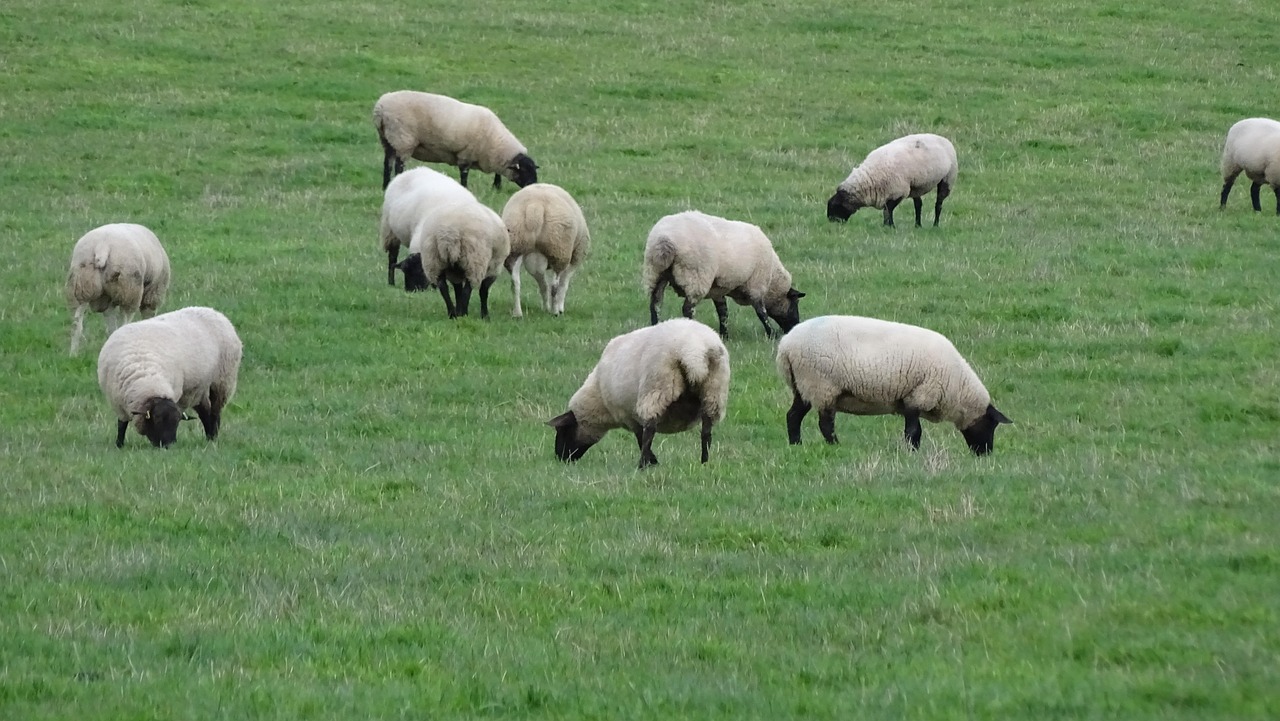 Sheep Grass Field Free Photo On Pixabay Pixabay