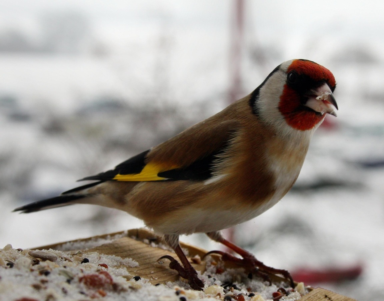 Stieglitz Bird Winter Feeding - Free photo on Pixabay - Pixabay