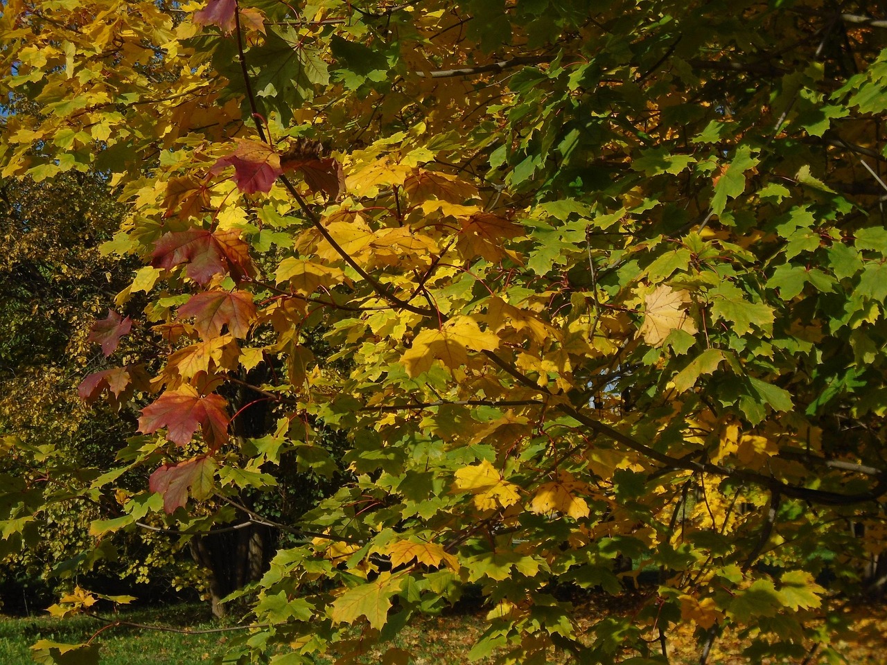 30+ Free Lomba & Nature Images - Pixabay