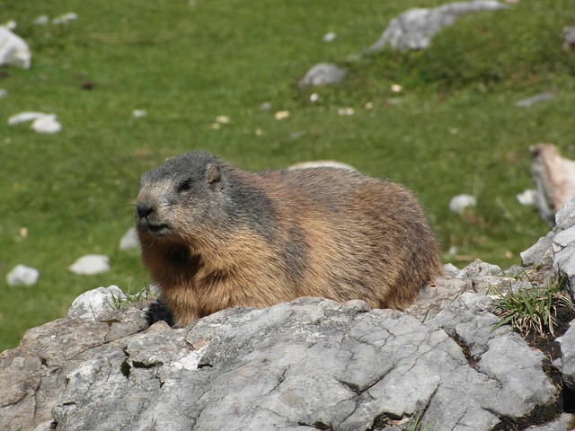 Marmot Alps Rodent Alpine - Free photo on Pixabay