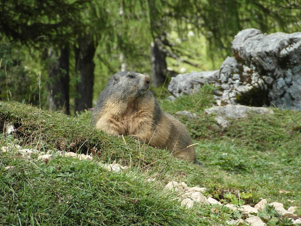 Marmot Alps Mountains Alpine - Free photo on Pixabay