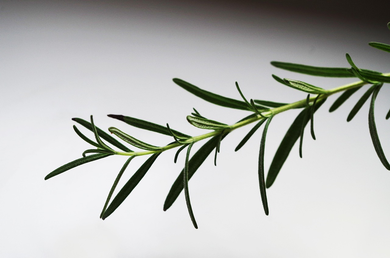 700+ Free Rosemary & Herbs Images - Pixabay