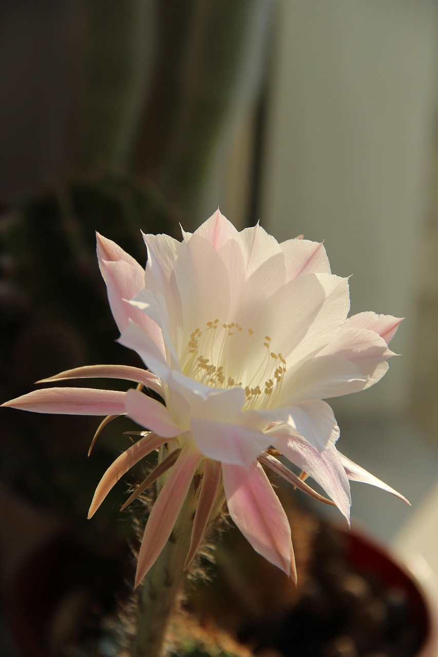 Flower Cactus Plants - Free photo on Pixabay - Pixabay