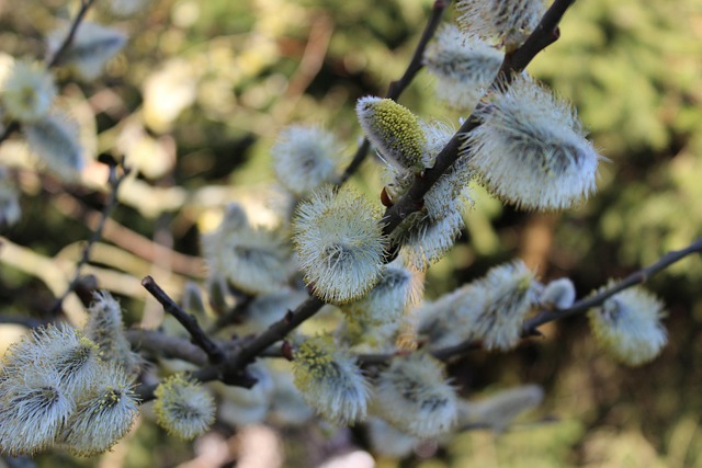 Willow Catkins Spring Garden - Free photo on Pixabay
