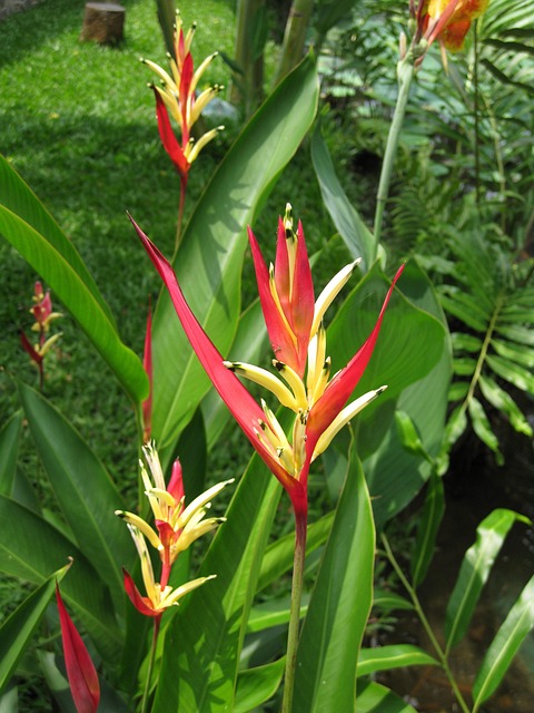 Orchid Vietnam Flowers - Free photo on Pixabay - Pixabay