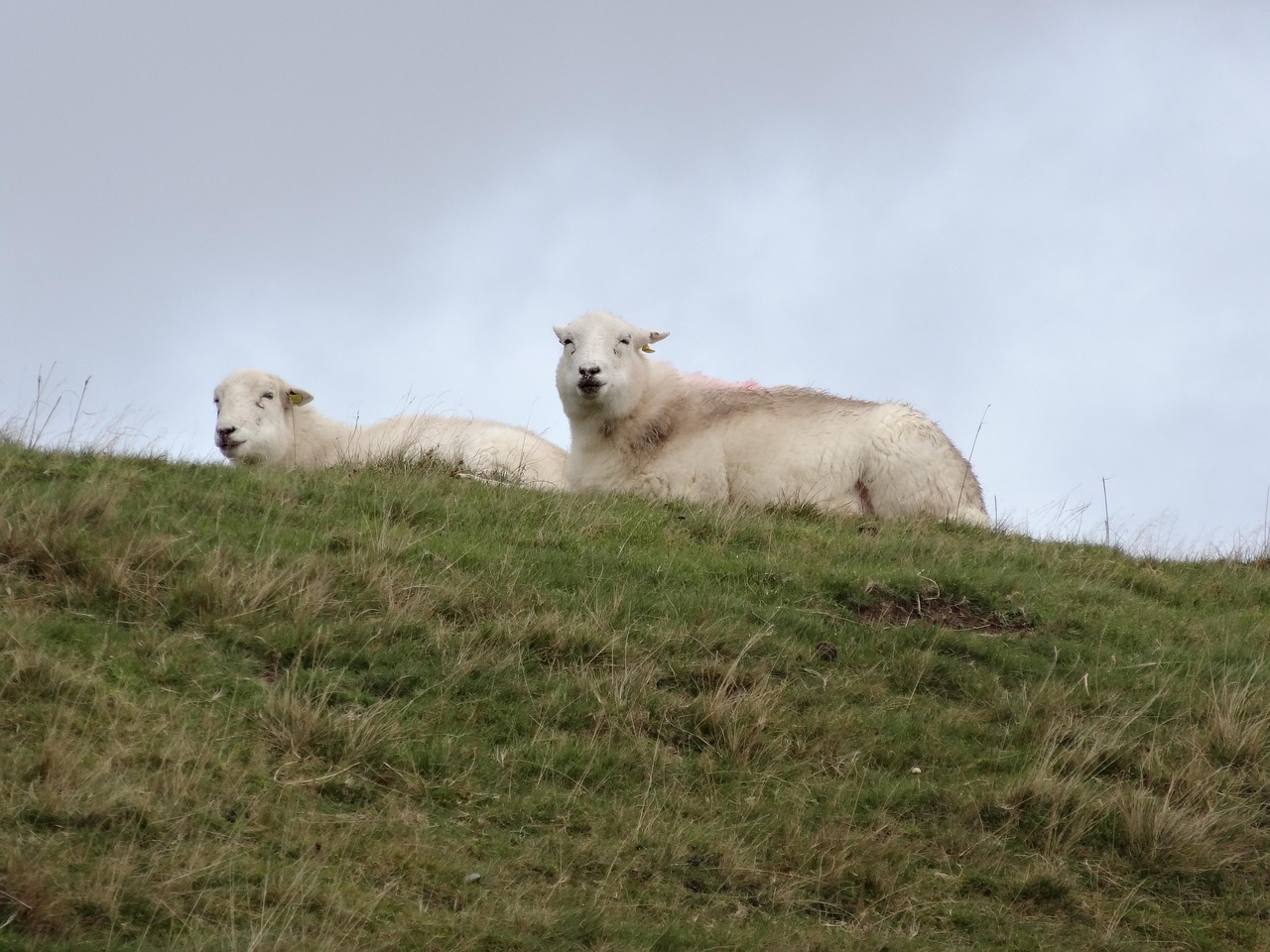 Sheep Wales Lamb - Free photo on Pixabay - Pixabay