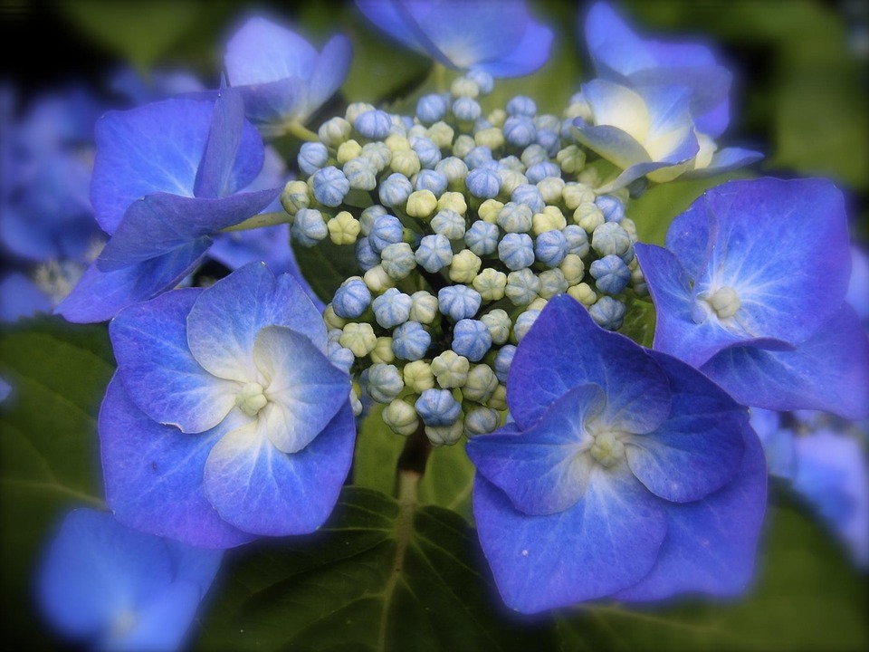 Hydrangea Biru - Foto gratis di Pixabay - Pixabay