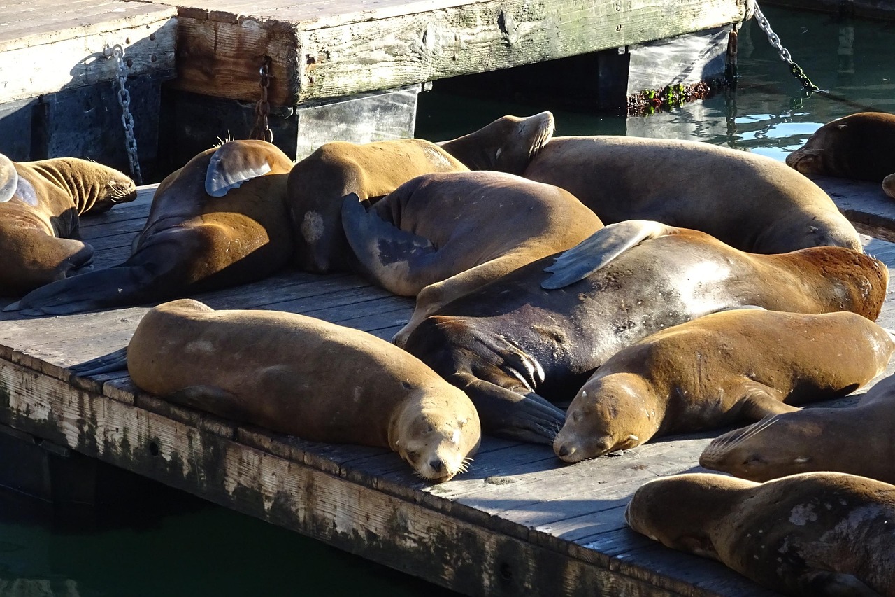 León Marino Animal Marina Fauna - Foto gratis en Pixabay - Pixabay