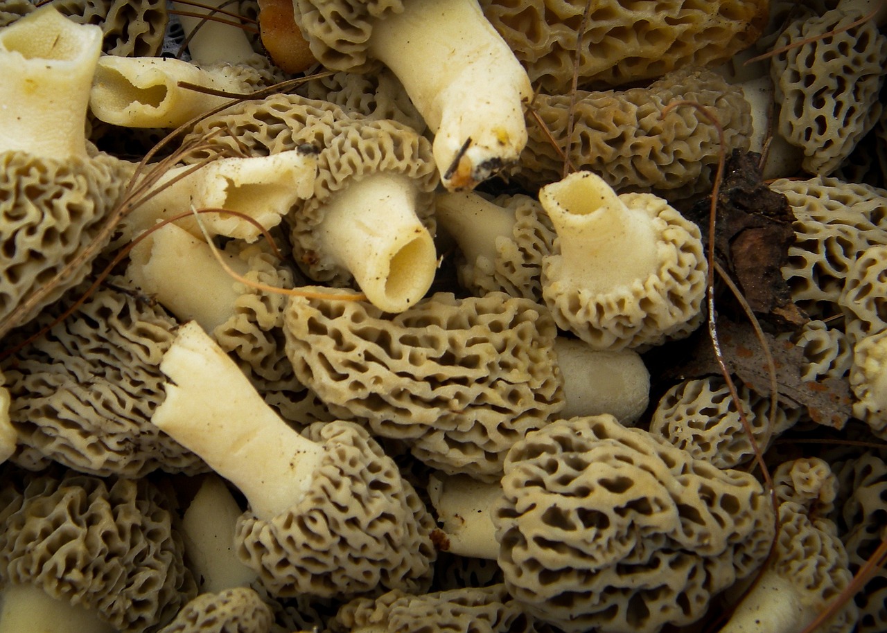 Champignons Morilles Nature - Photo gratuite sur Pixabay - Pixabay