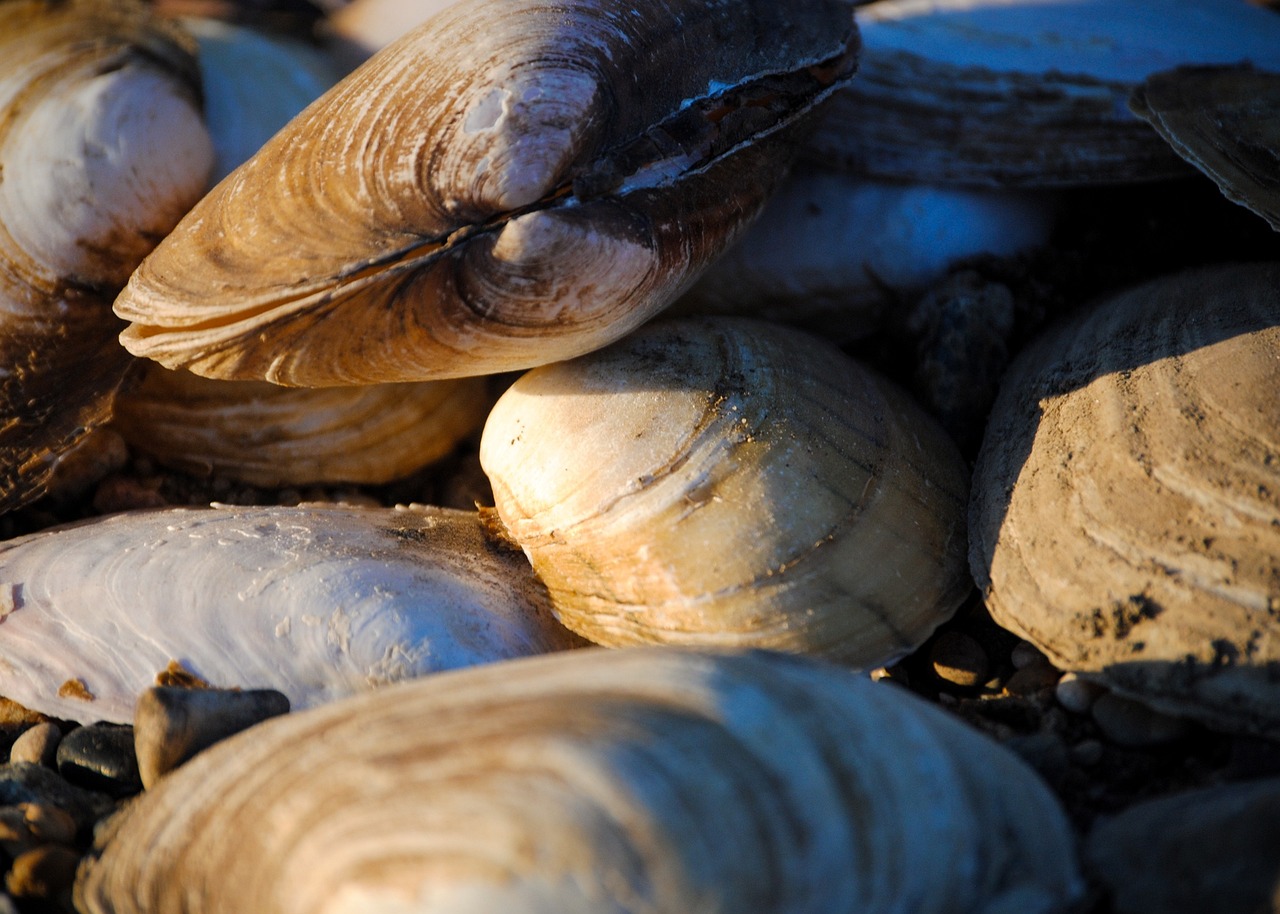 Moules Coquilles Fruits De Mer - Photo gratuite sur Pixabay - Pixabay