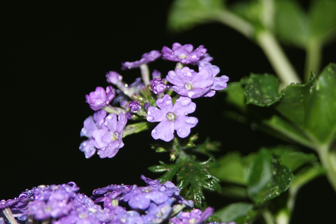 Serfina Flower Purple - Free photo on Pixabay - Pixabay
