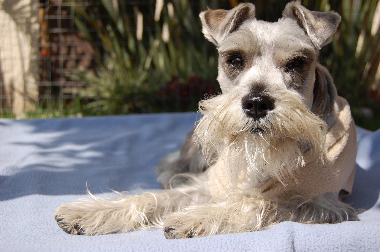 50,000+ Free Schnauzer Dog & Dog Images - Pixabay