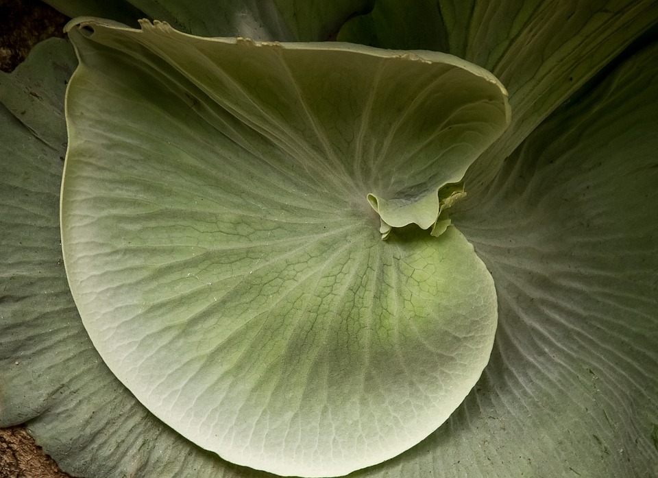Staghorn Fern Platycerium Superbum - Free photo on Pixabay