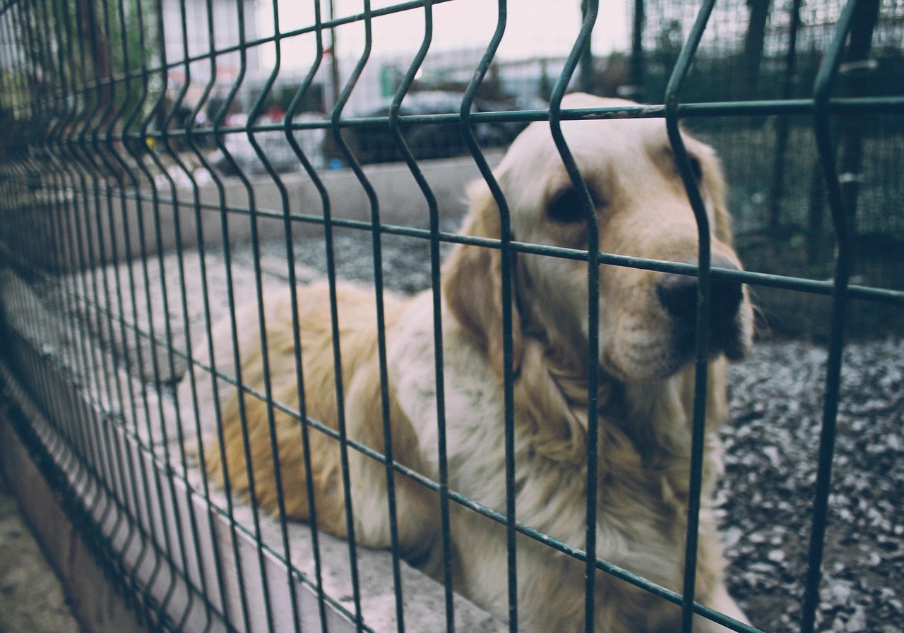 Street Dog Streets - Free photo on Pixabay