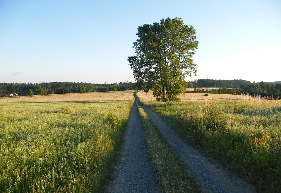 Way Field Tree - Free photo on Pixabay - Pixabay
