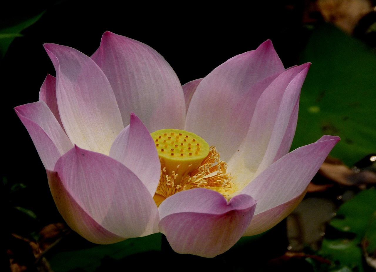 Lotus Flower Asia - Free photo on Pixabay - Pixabay