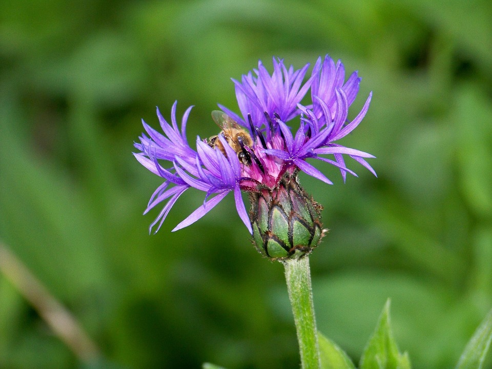 Purple Flower Bee - Free photo on Pixabay - Pixabay
