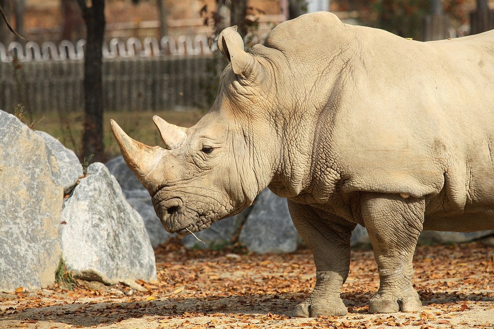 Rhinoceros Animal Zoo - Free photo on Pixabay - Pixabay