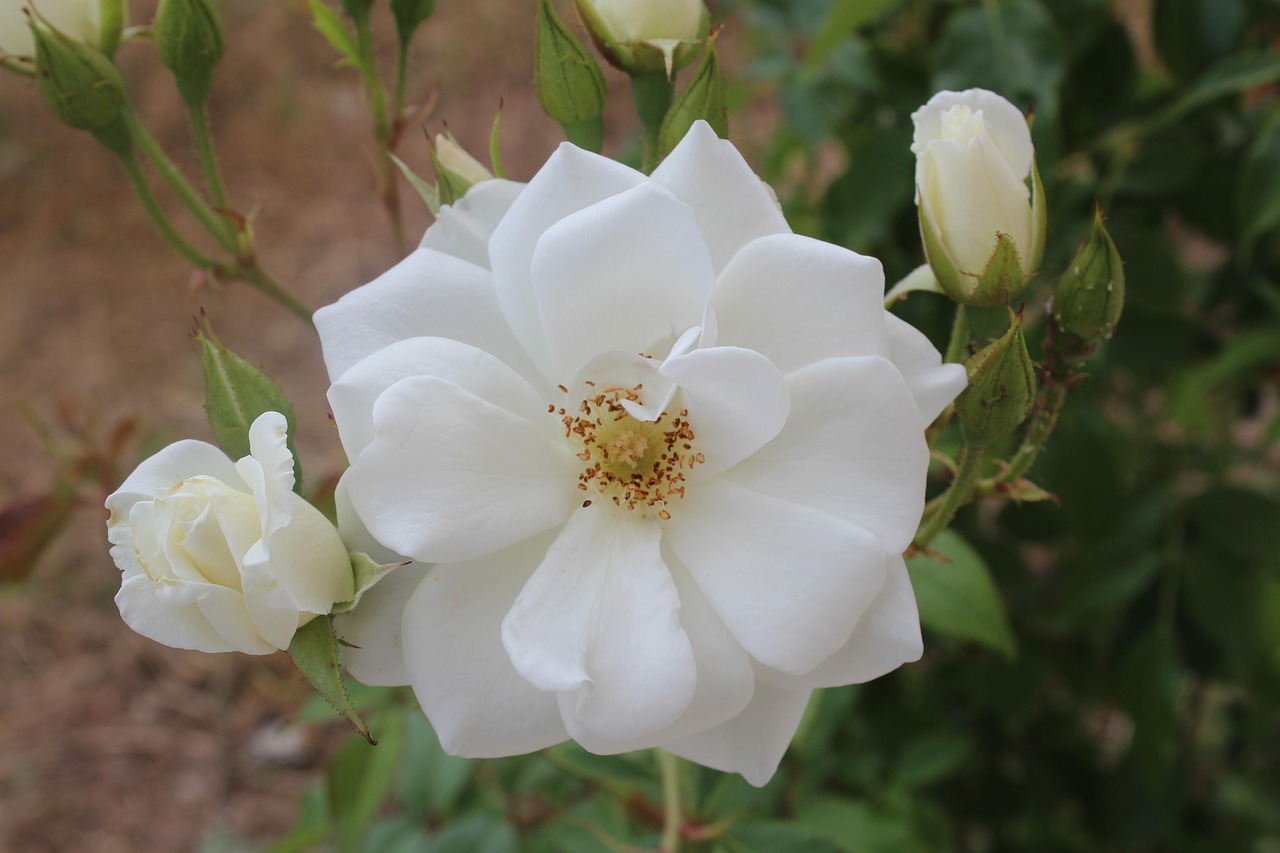 Flor Naturaleza Blanco - Foto gratis en Pixabay - Pixabay