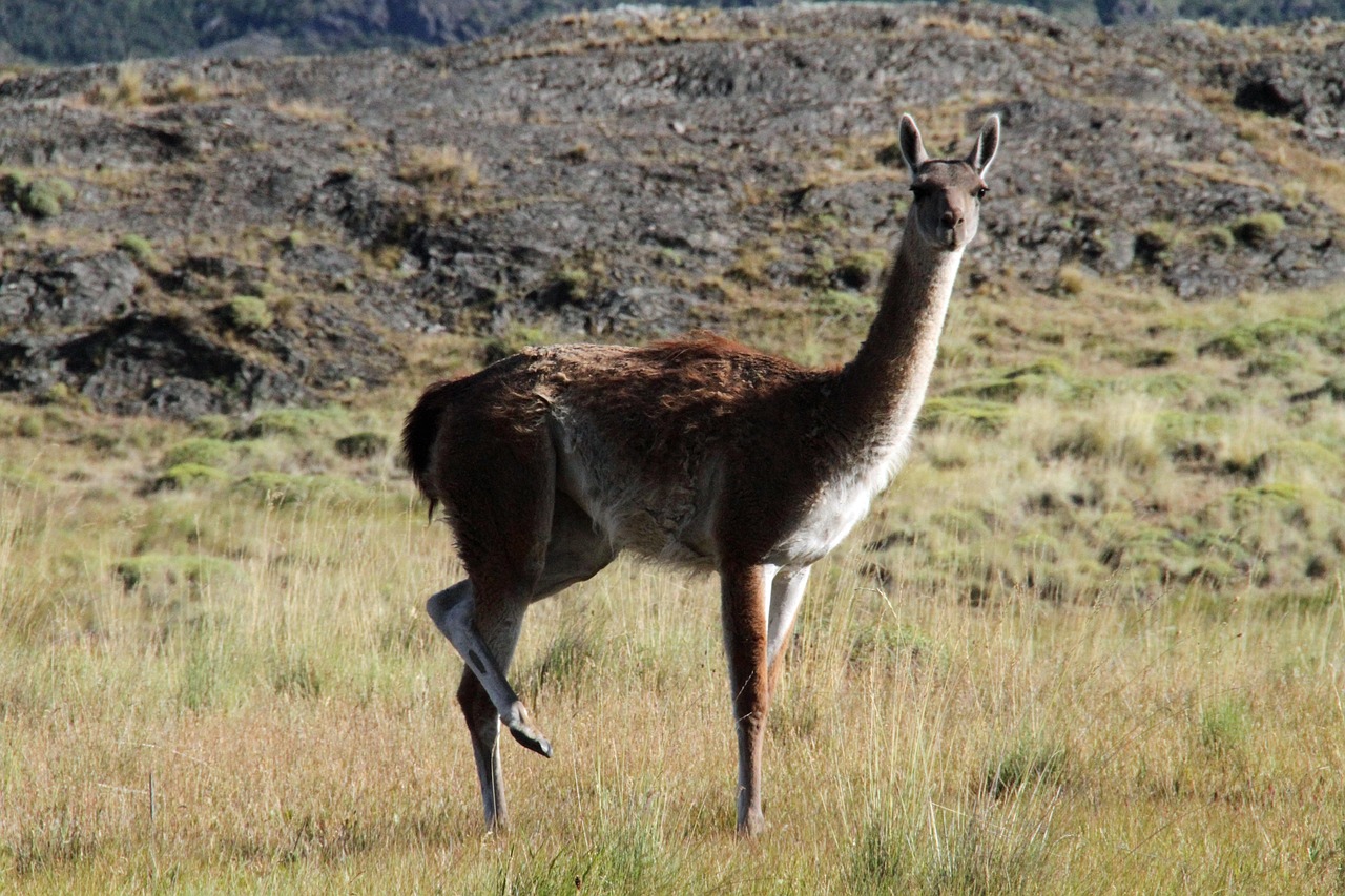 30+ Free Guanaco & Patagonia Images - Pixabay