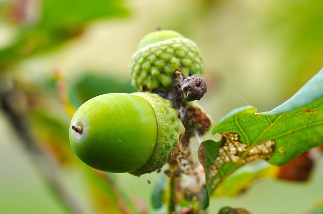 Nature Gland - Photo gratuite sur Pixabay - Pixabay