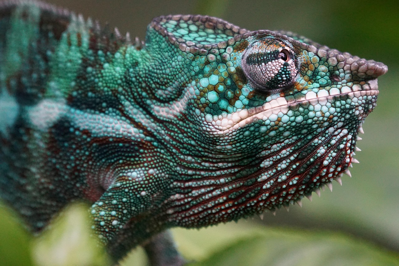 Animals Reptiles Scaly Creeper - Free photo on Pixabay