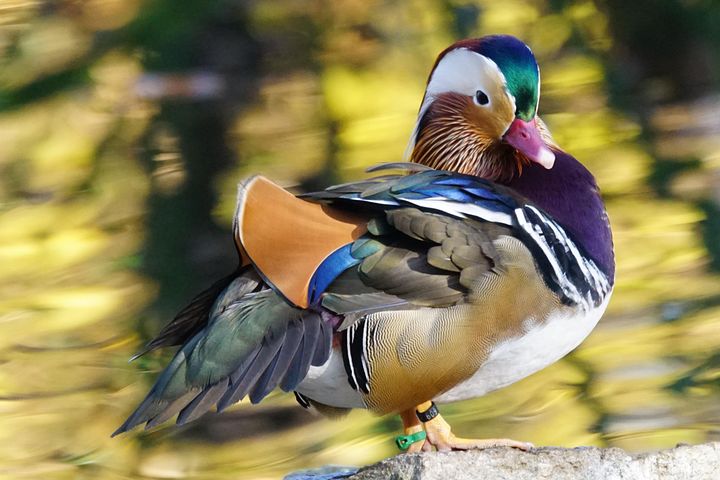 Canard Photos - Téléchargez des images gratuites - Pixabay