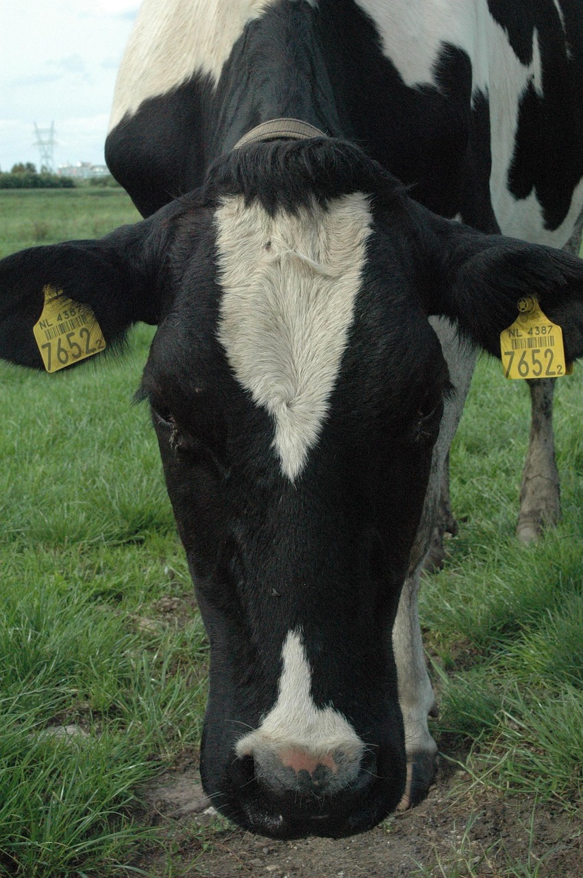 Vaca Hierba Pasto - Foto gratis en Pixabay - Pixabay