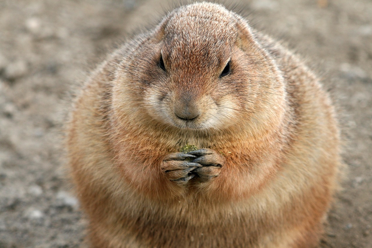 Pet Rodent Primitive - Free photo on Pixabay - Pixabay
