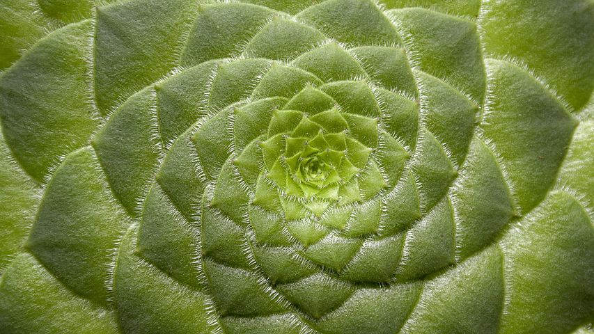 4,000+ Succulent Pictures & Images [HD] - Pixabay