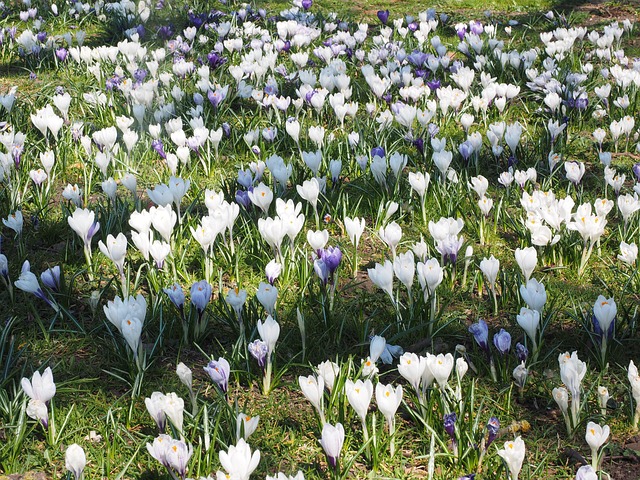 Prairie De Crocus Masses - Photo gratuite sur Pixabay - Pixabay