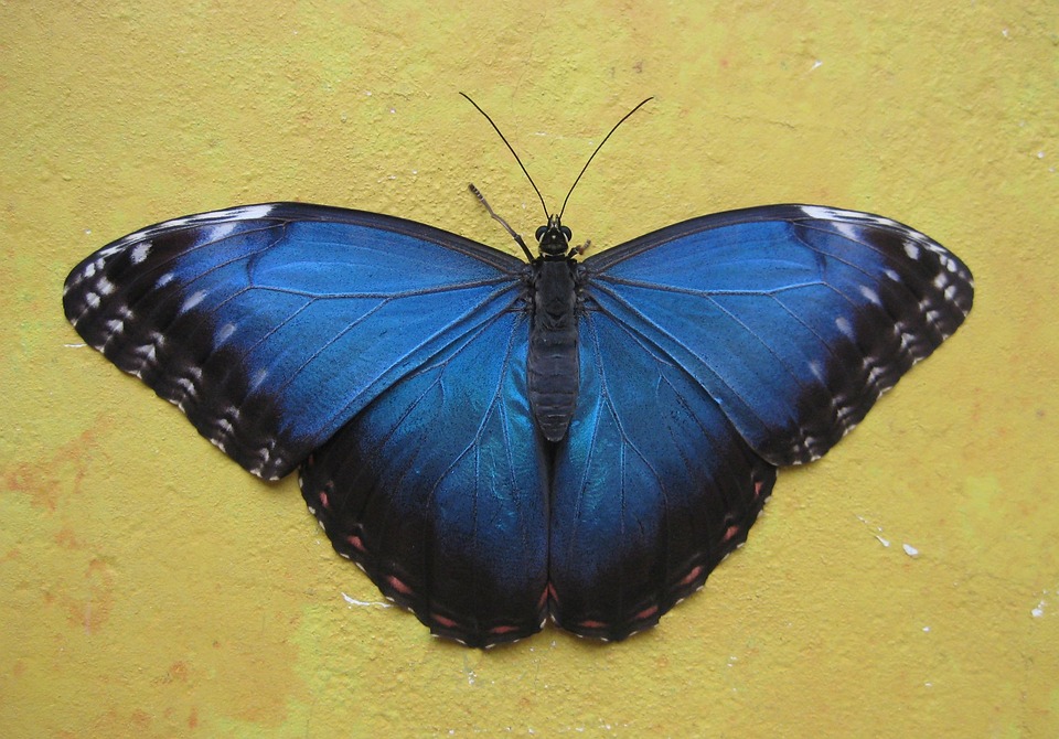 Papillon Bleu Fond - Photo gratuite sur Pixabay - Pixabay